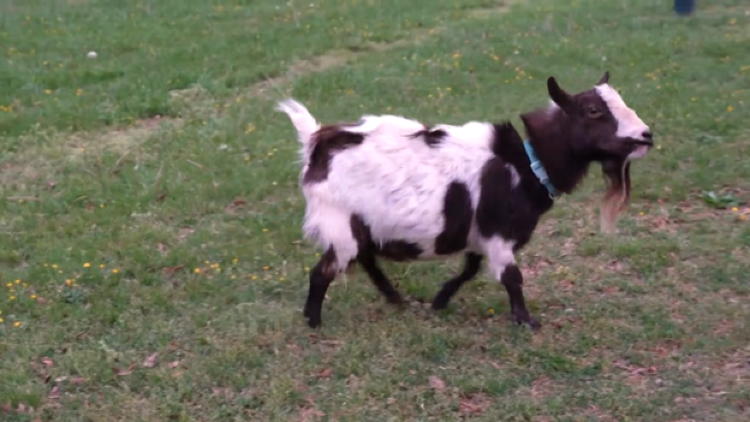 Owners can keep senior goat at center of Henrico neighborhood ...