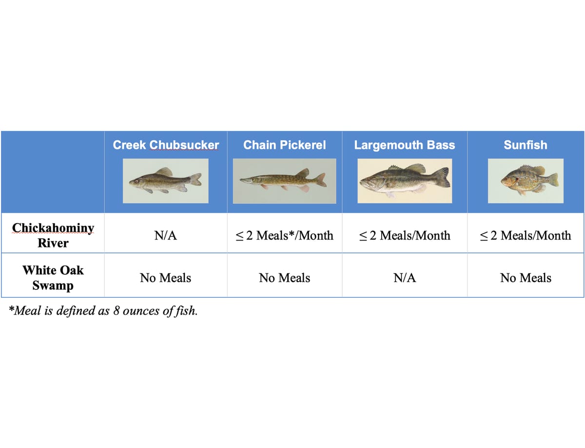 VDH issues fish consumption advisory for Eastern Henrico after fish ...